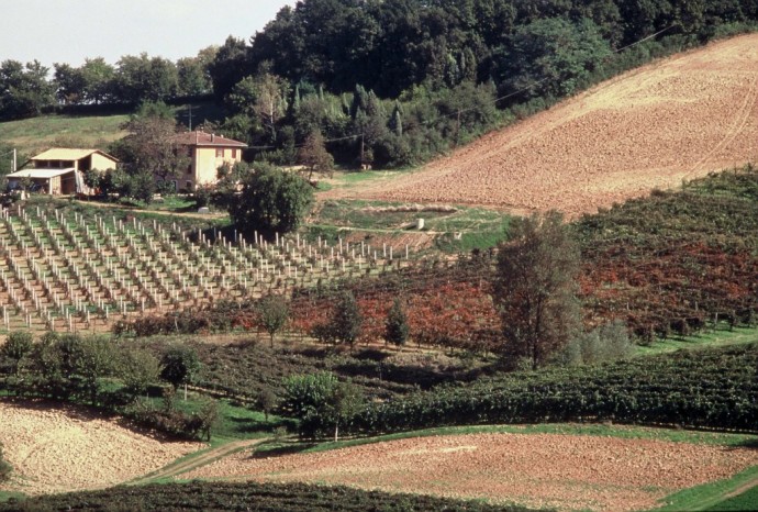 “La terra dei Lambruschi” su Italian Food Excellence | Lambrusco Valley