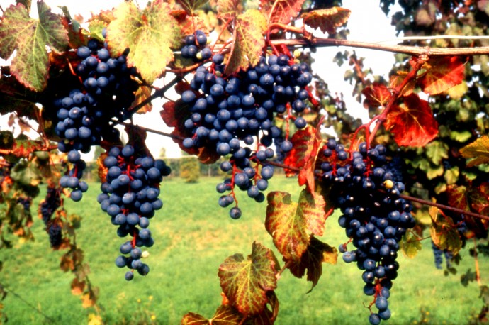 “La terra dei Lambruschi” su Italian Food Excellence | Lambrusco Valley